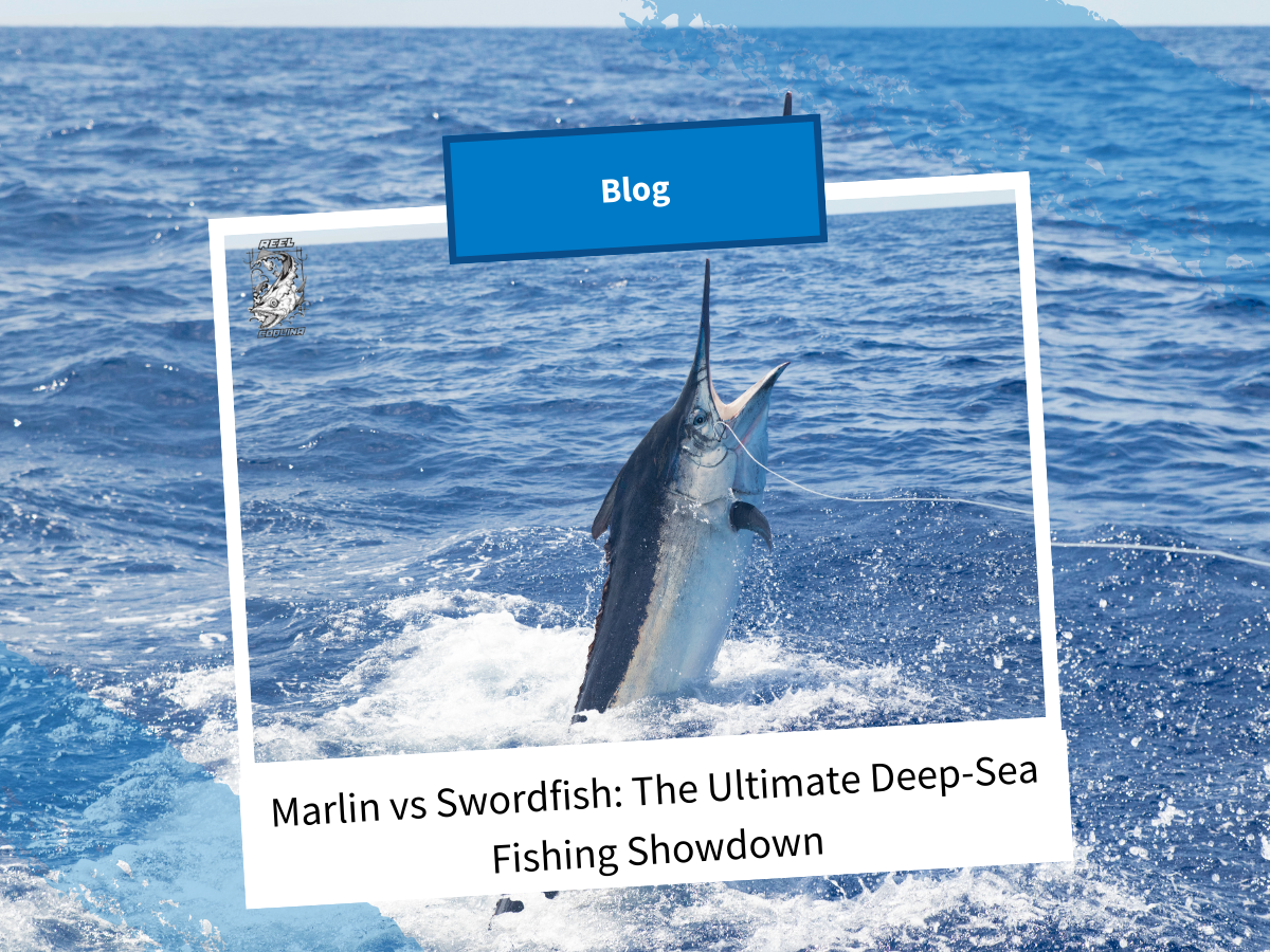 difference between marlin and swordfish