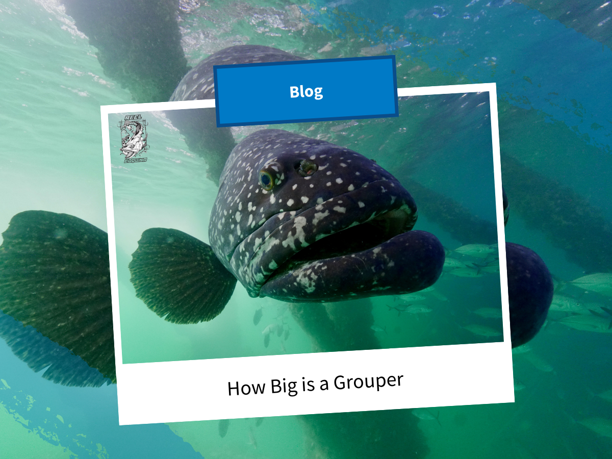 How Big is a Grouper? Size and Species Variations