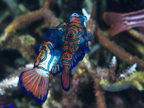 Decoding the Mystery: How Do Fish Mate? Everything You Need to Know