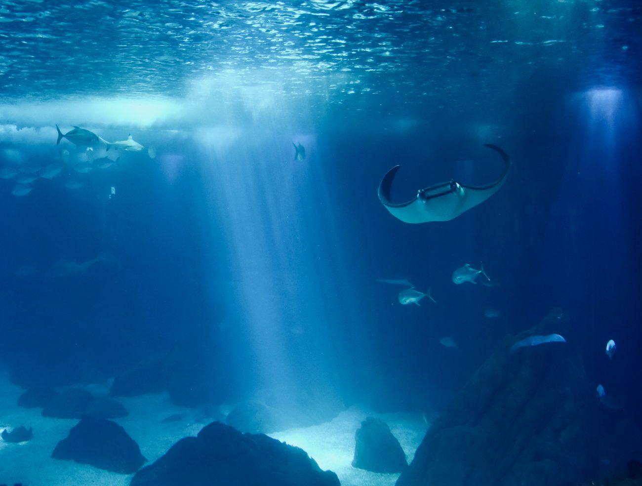 Weirdest Fish Caught: Discover Ocean Oddities